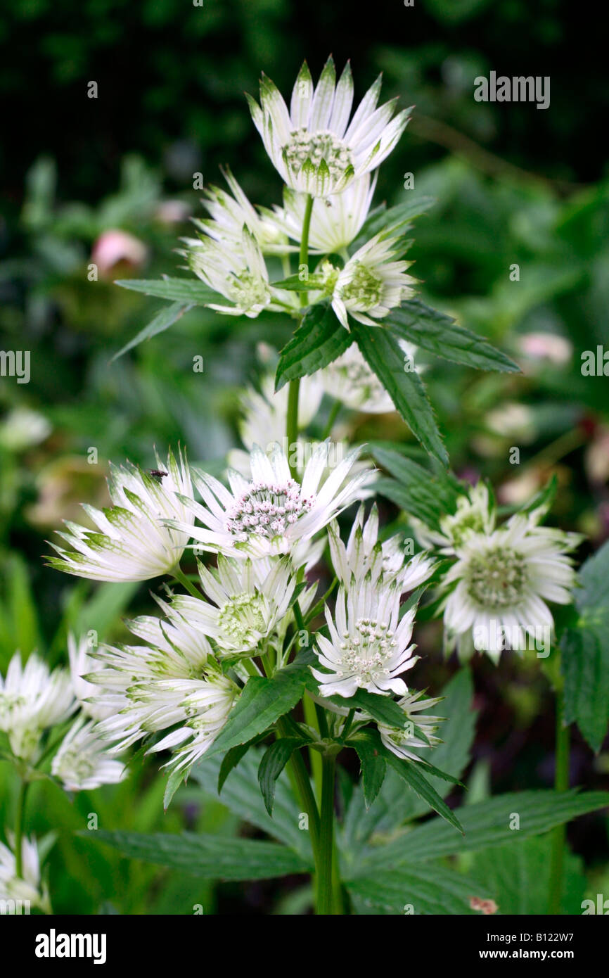 Astrantia major hi-res stock photography and images - Alamy