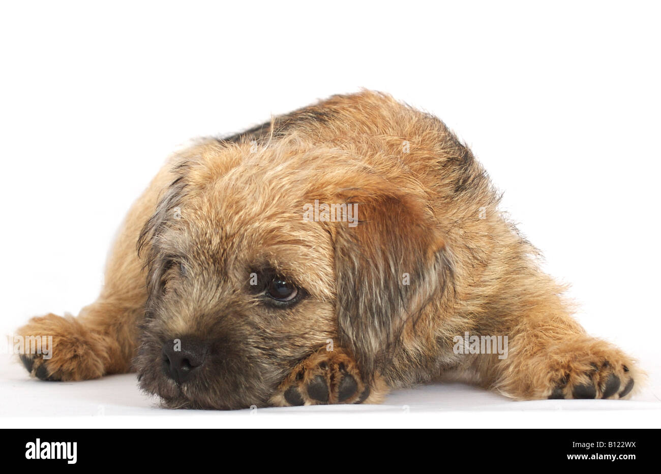 Sleepy puppies hi-res stock photography and images - Alamy