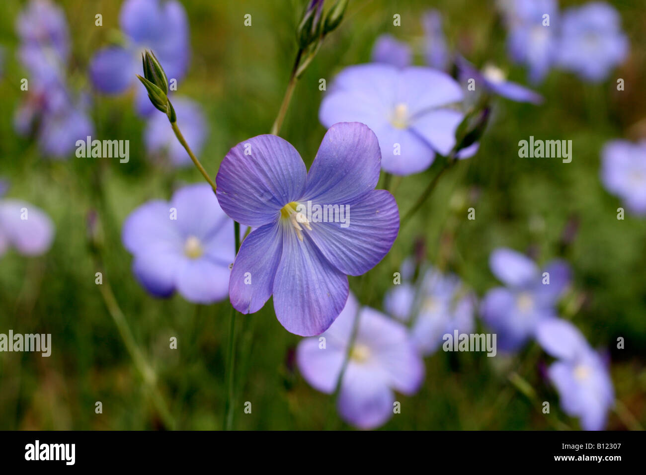 Linum species hi-res stock photography and images - Alamy