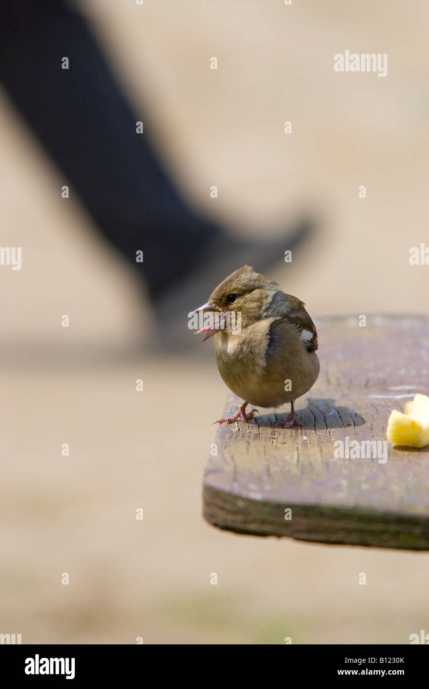 Chirping sparrow hi-res stock photography and images - Alamy