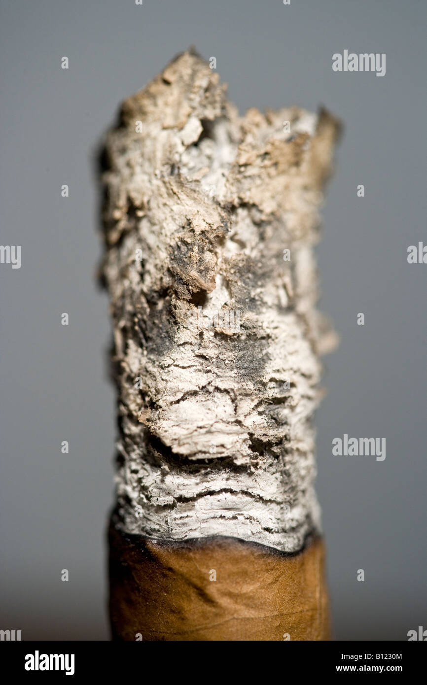 Fine ash hi-res stock photography and images - Alamy