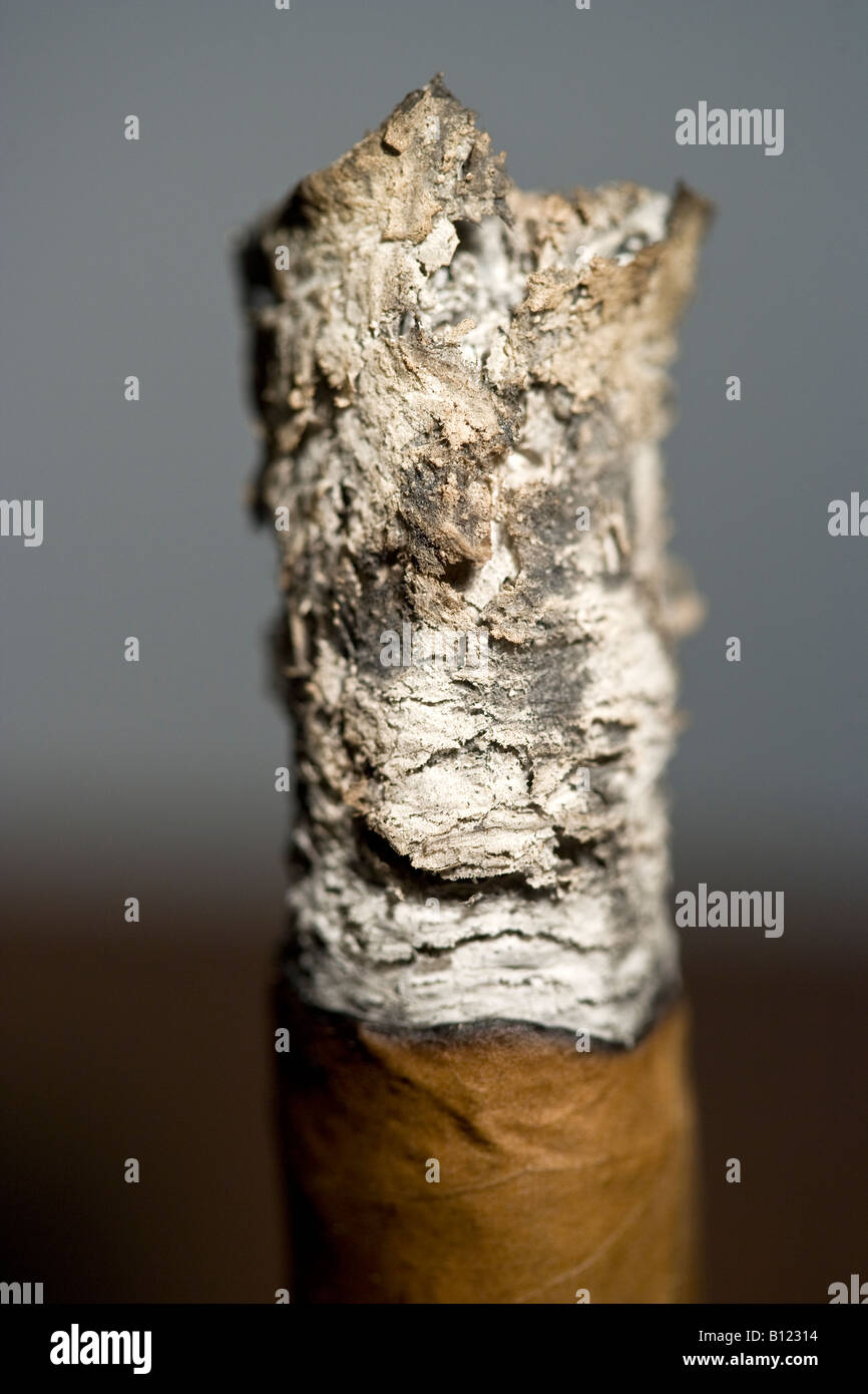 Fine ash hi-res stock photography and images - Alamy
