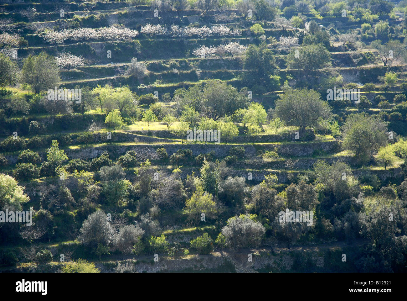 Terraces olive trees hi-res stock photography and images - Alamy