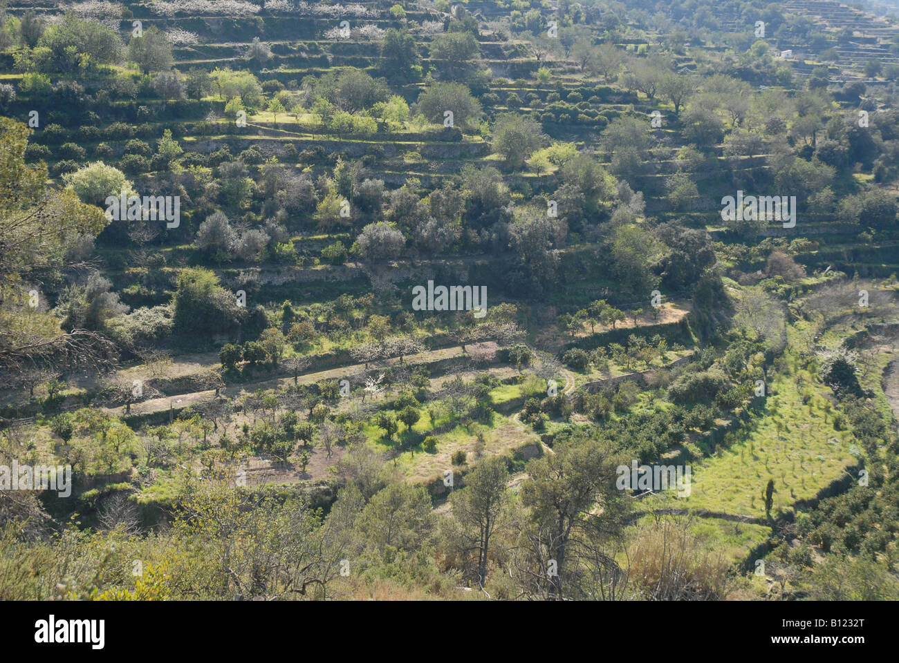 Terraces olive trees hi-res stock photography and images - Alamy