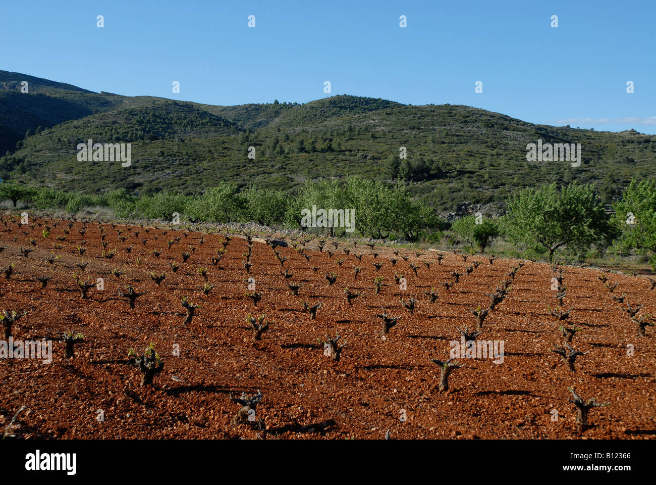 vineyard in early spring, Jalon Valley, Alicante Province, Comunidad ...