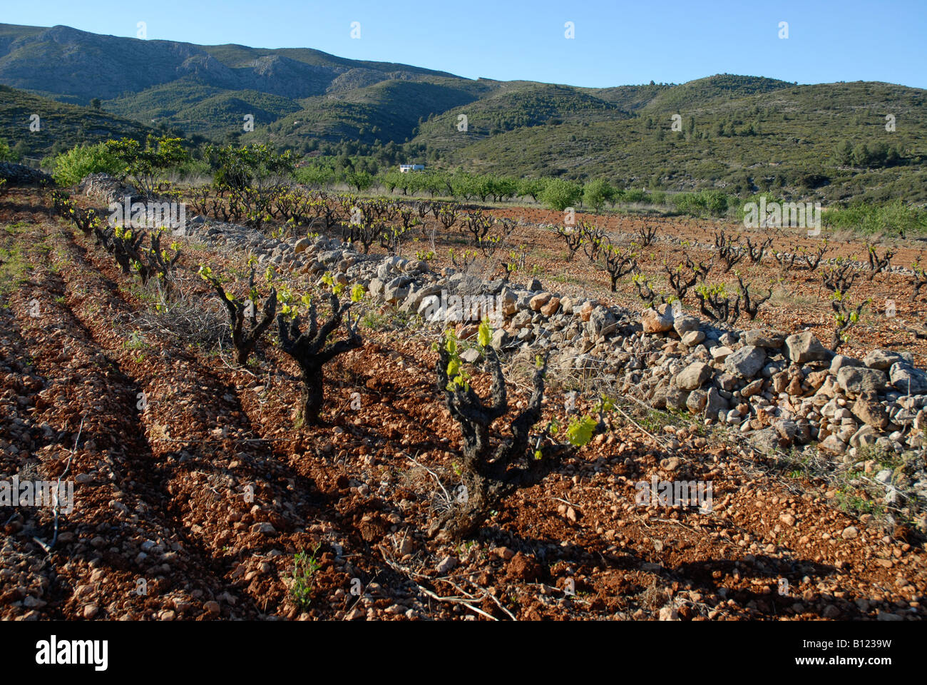 vineyard in early spring, Jalon Valley, Alicante Province, Comunidad ...