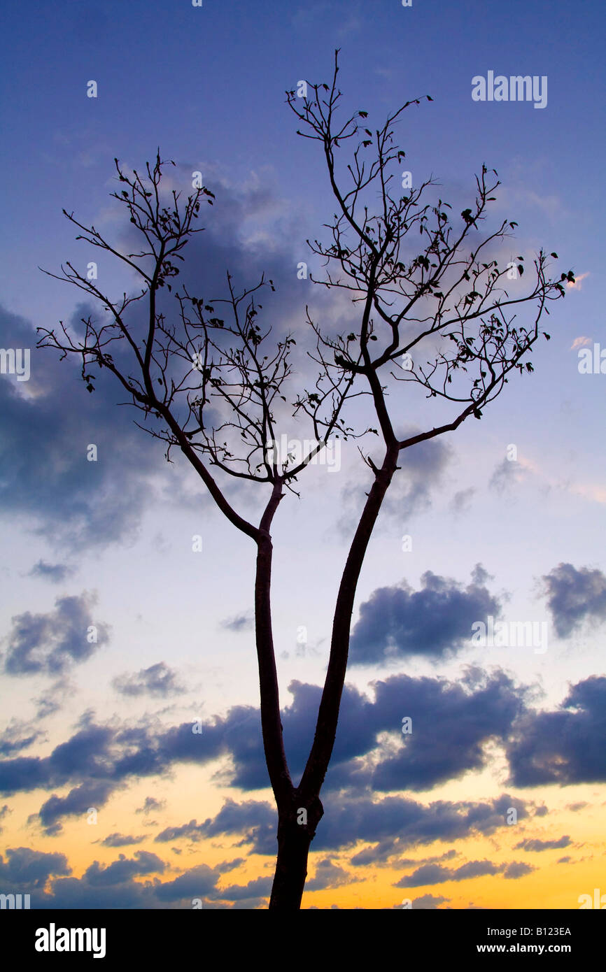 Tropical holidays tree in sunset Stock Photo - Alamy