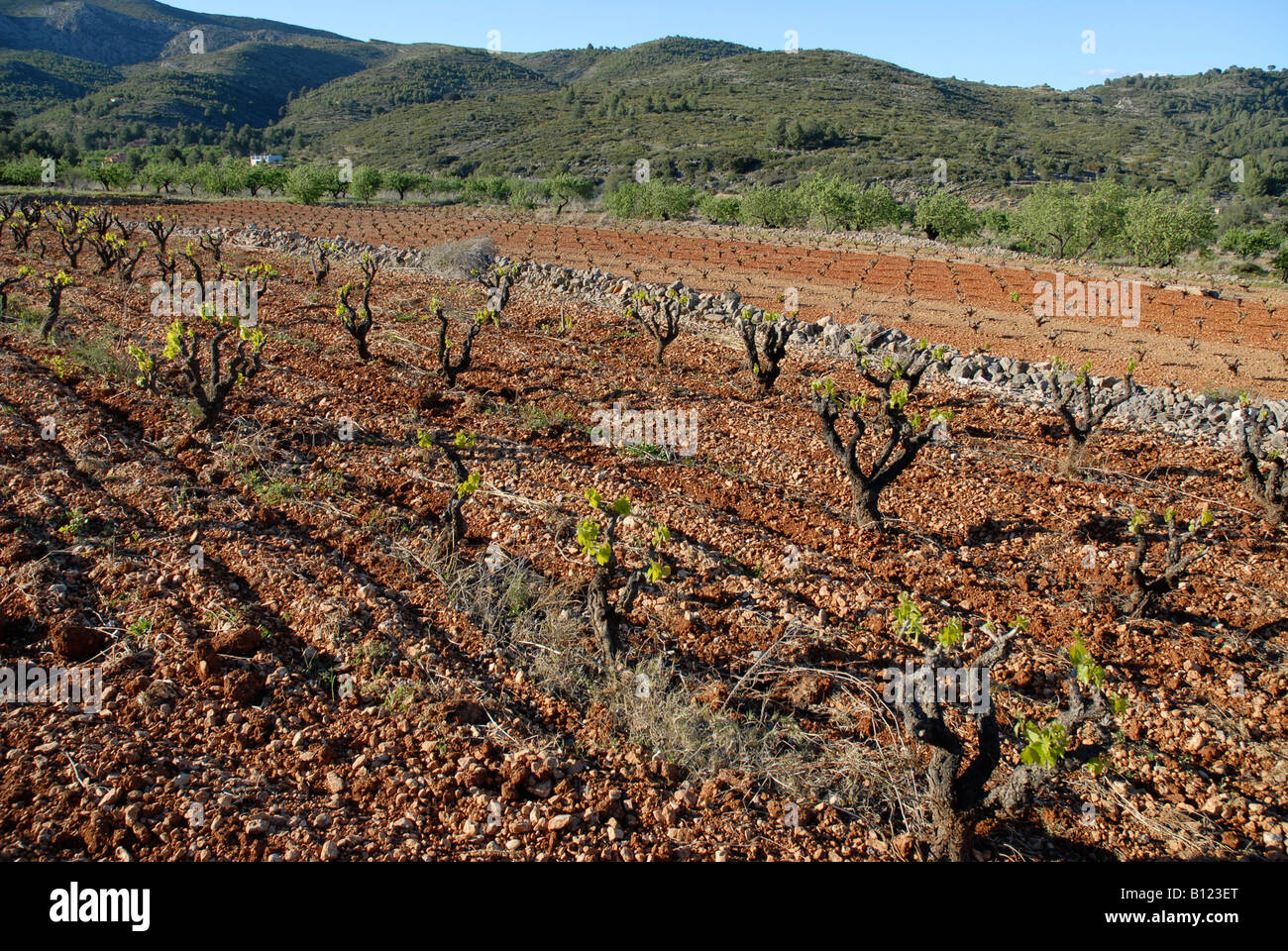 vineyard in early spring, Jalon Valley, Alicante Province, Comunidad ...