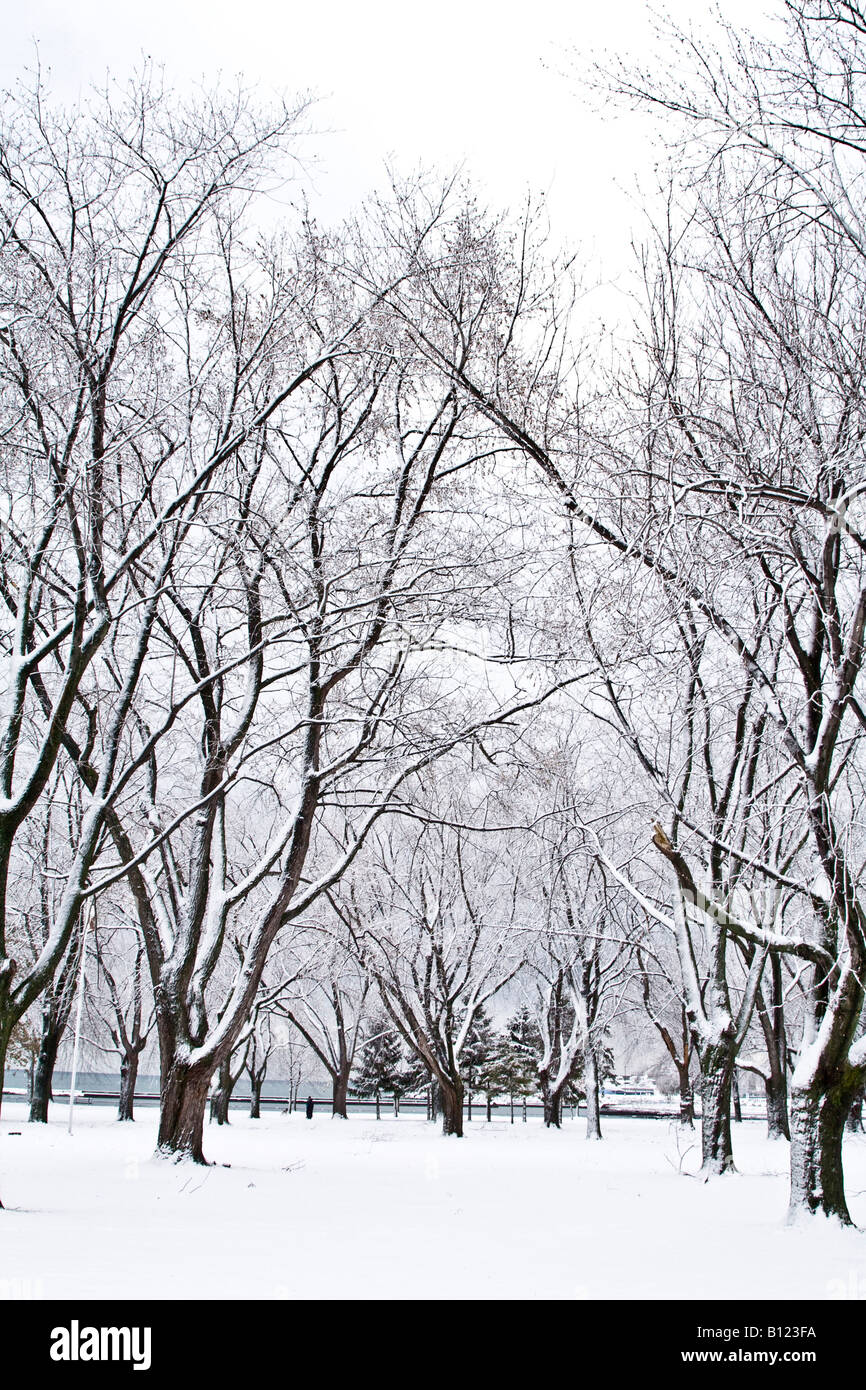 Winter scene trees covered with snow Stock Photo - Alamy