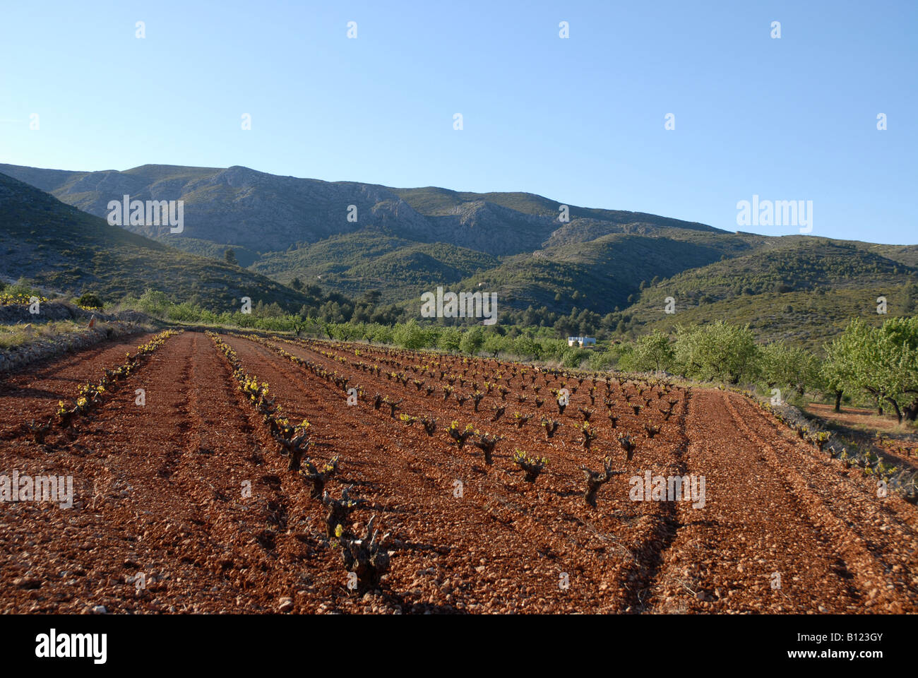 vineyard in early spring, Jalon Valley, Alicante Province, Comunidad ...