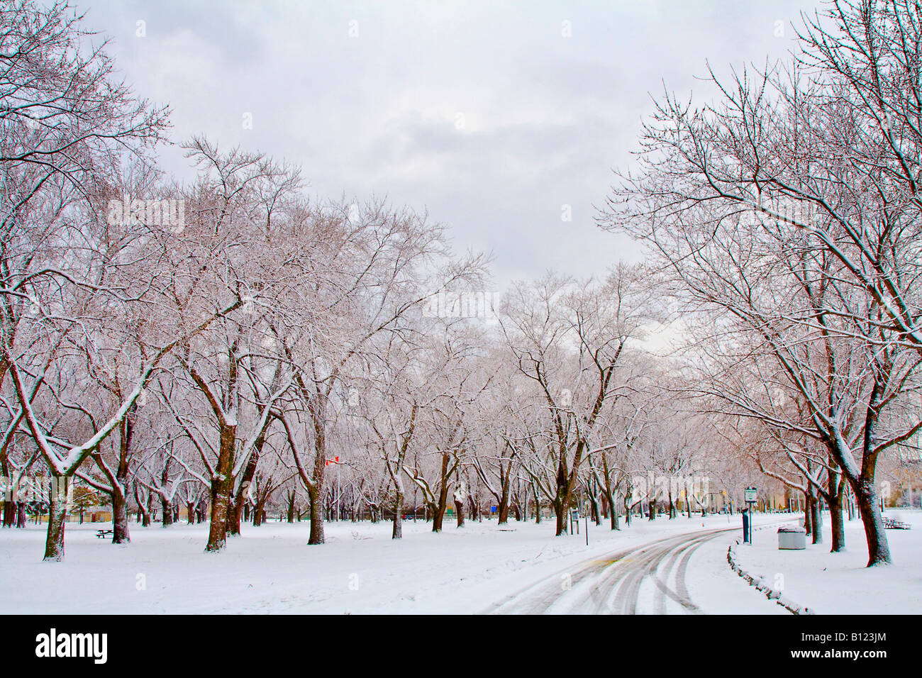Winter scene trees covered with snow Stock Photo - Alamy