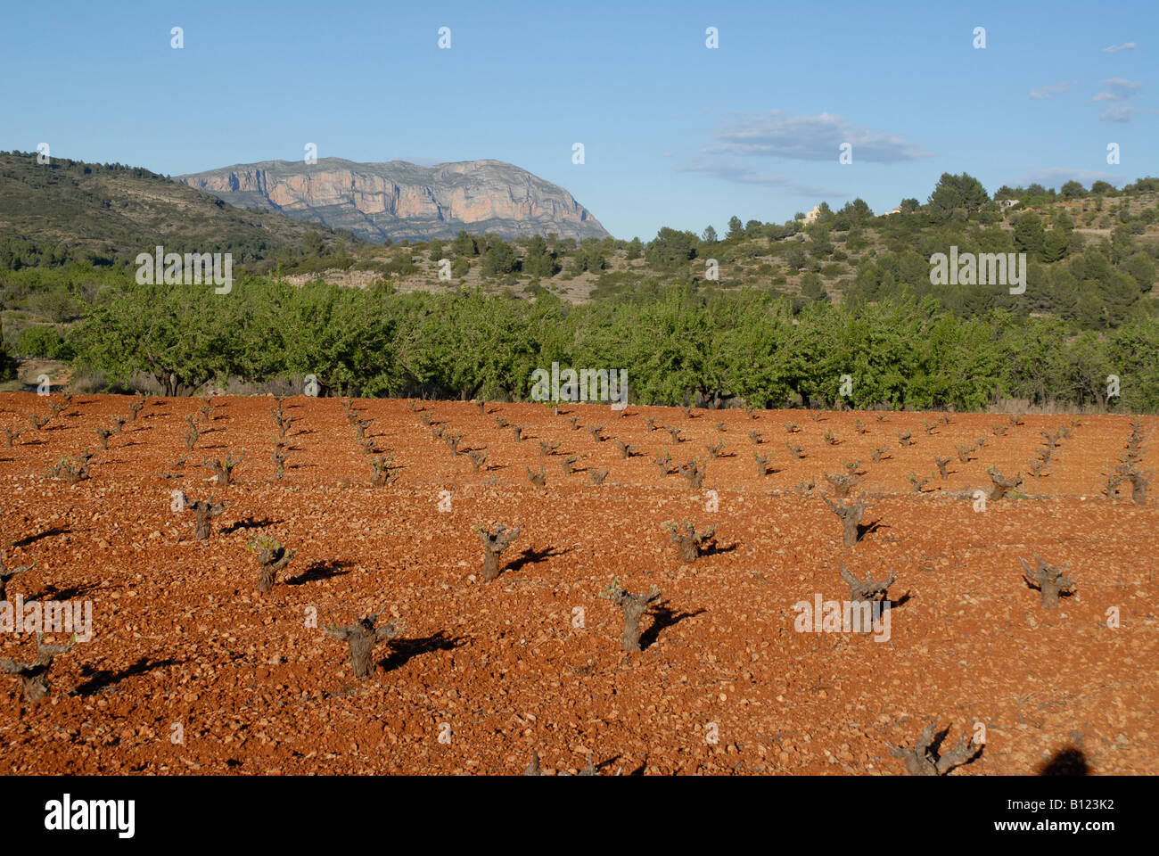 vineyard in early spring, Jalon Valley, Alicante Province, Comunidad ...