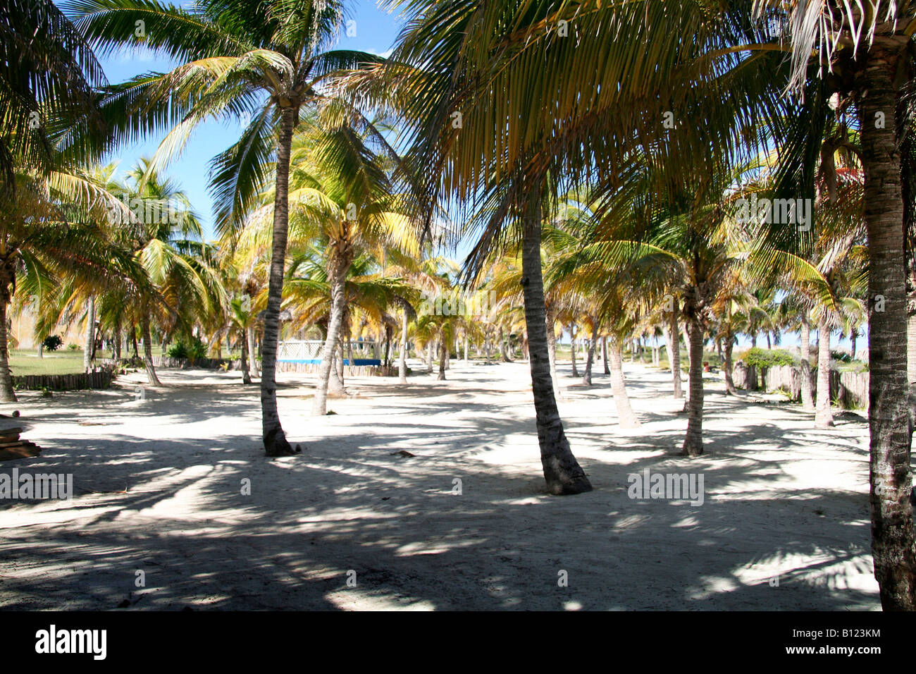 Water tropics tropical Cut Out Stock Images & Pictures - Alamy