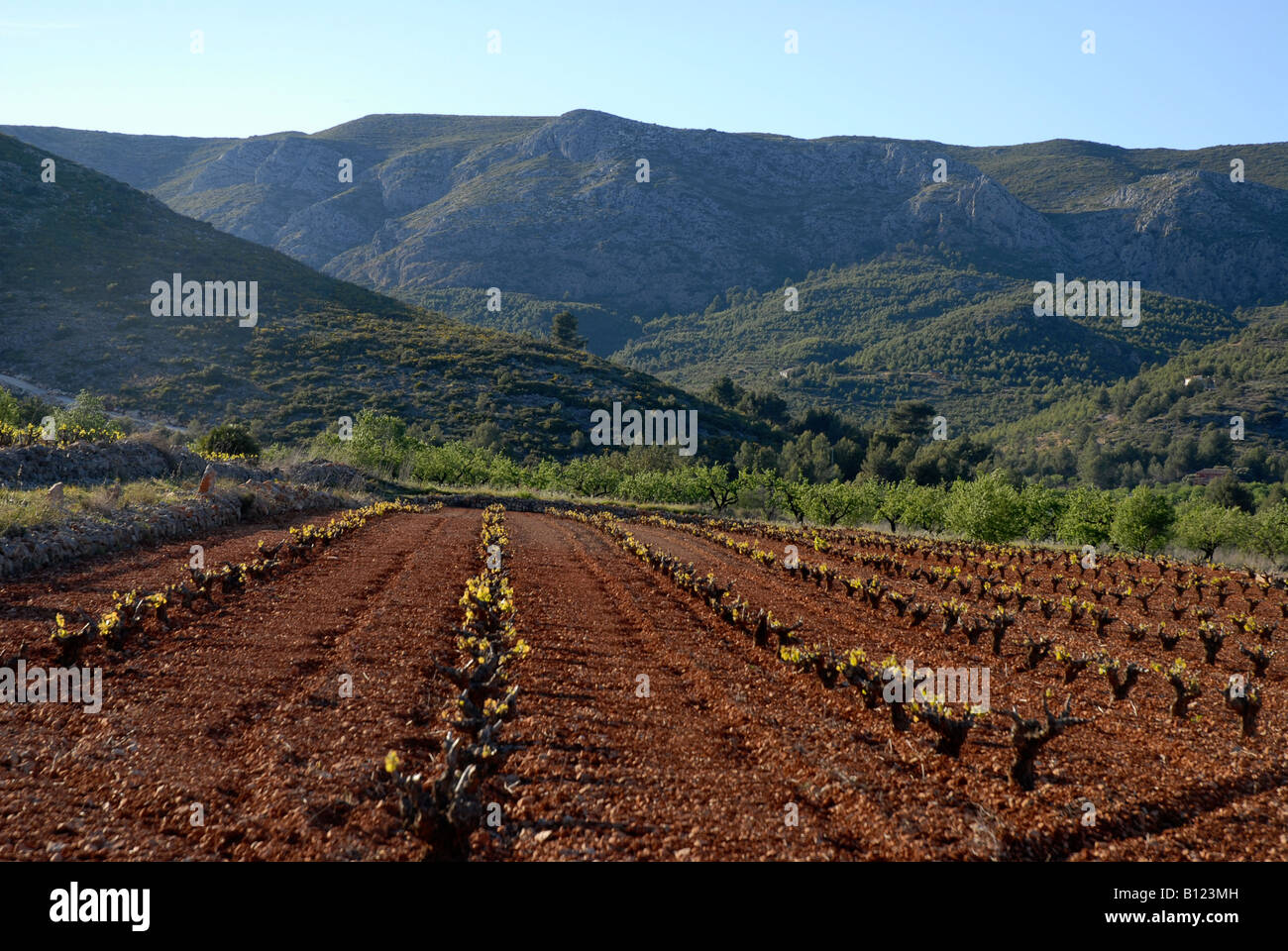 vineyard in early spring, Jalon Valley, Alicante Province, Comunidad ...