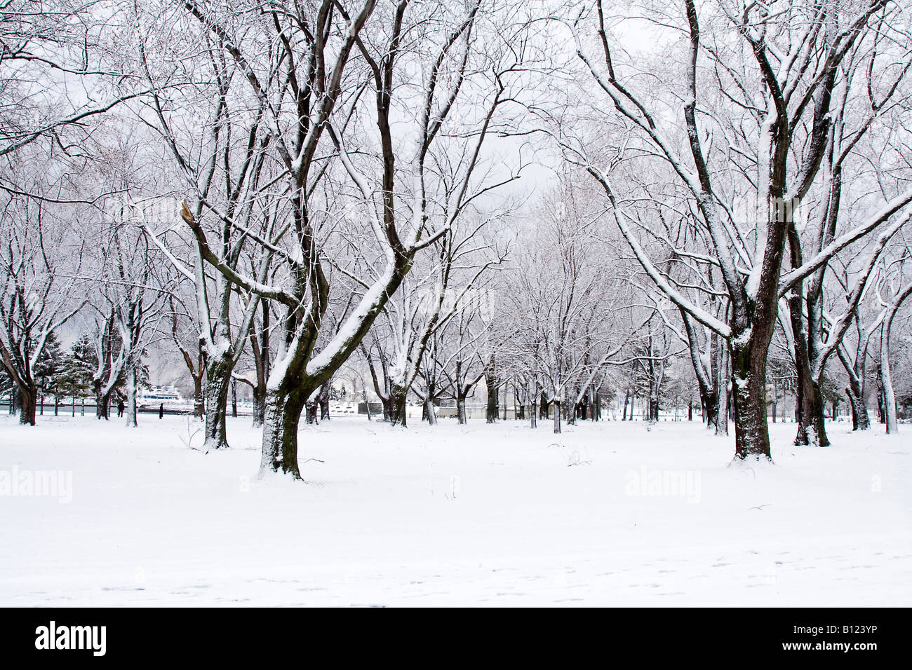 Winter scene trees covered with snow Stock Photo - Alamy