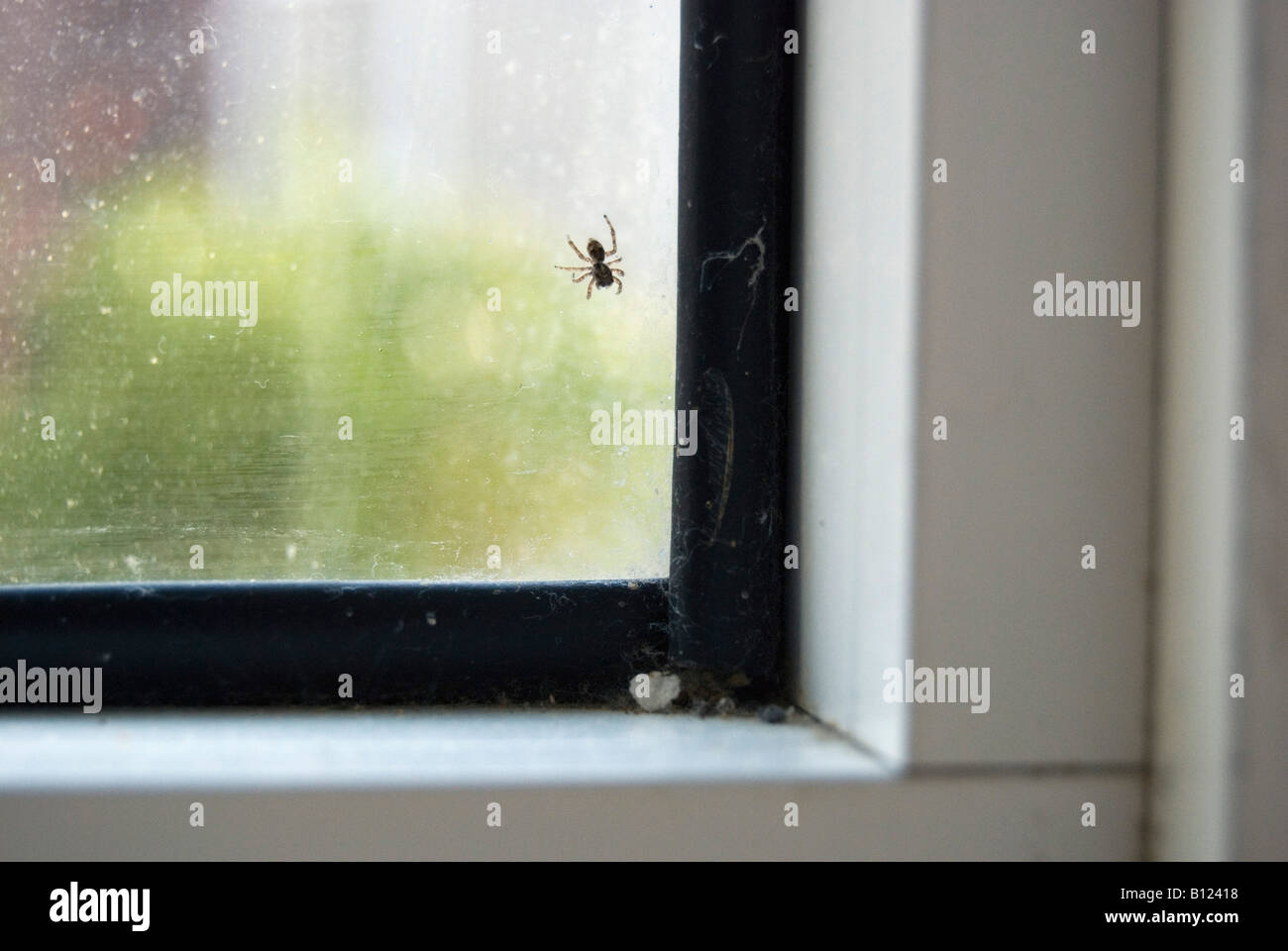 Spider inside glass hi-res stock photography and images - Alamy