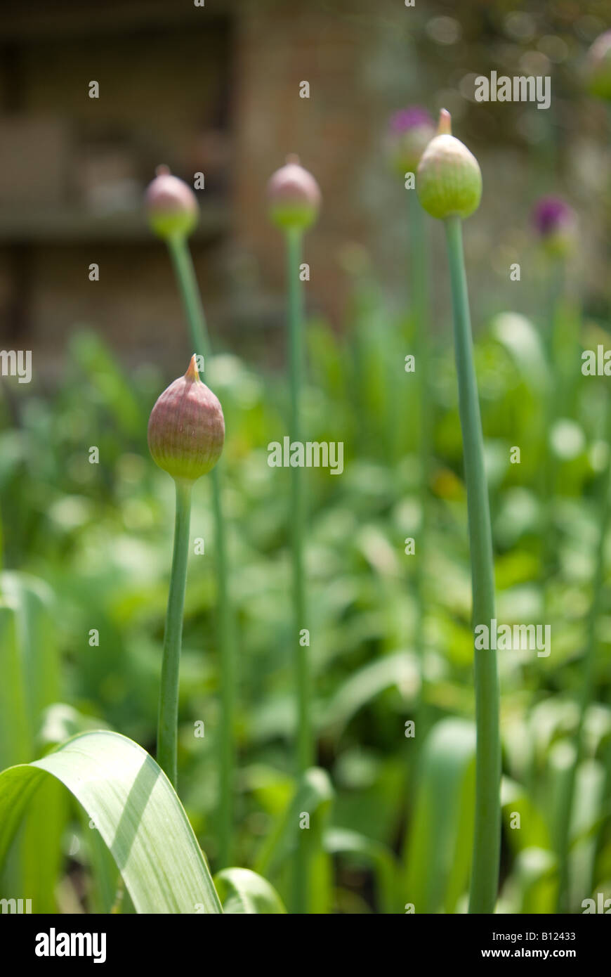Chives in bud Stock Photo - Alamy