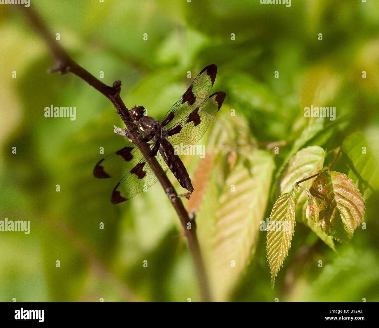 Female Common Whitetail dragonfly taking a rest from buzzing around ...