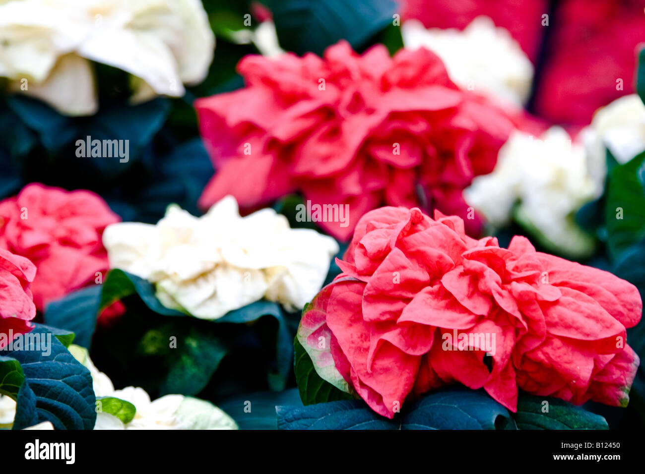 Flowers close up abstract backgrounds Stock Photo - Alamy