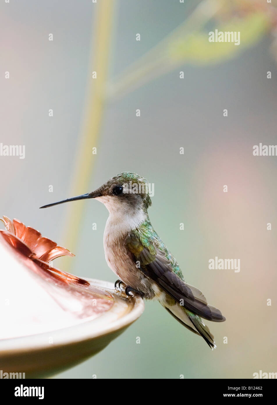 Female Rufous Hummingbird Stock Photo - Alamy