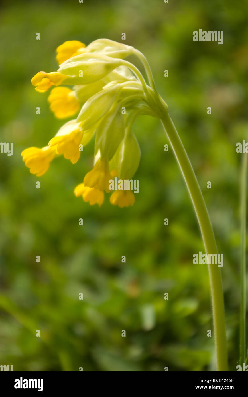 Primula officinalis hi-res stock photography and images - Alamy