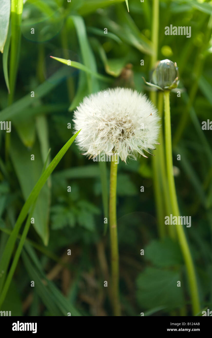 Ruderal hi-res stock photography and images - Alamy