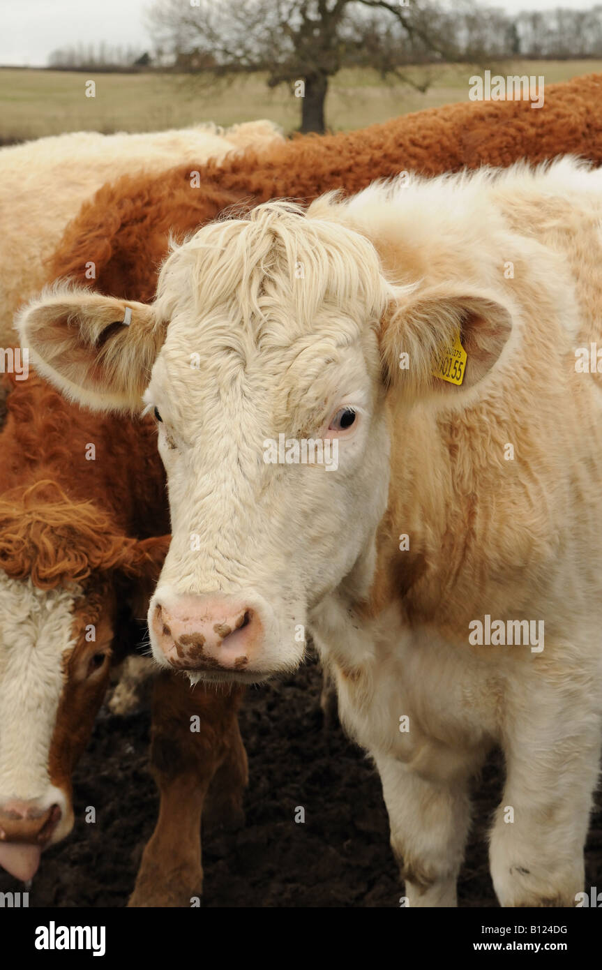 young bull in english countryside Stock Photo - Alamy