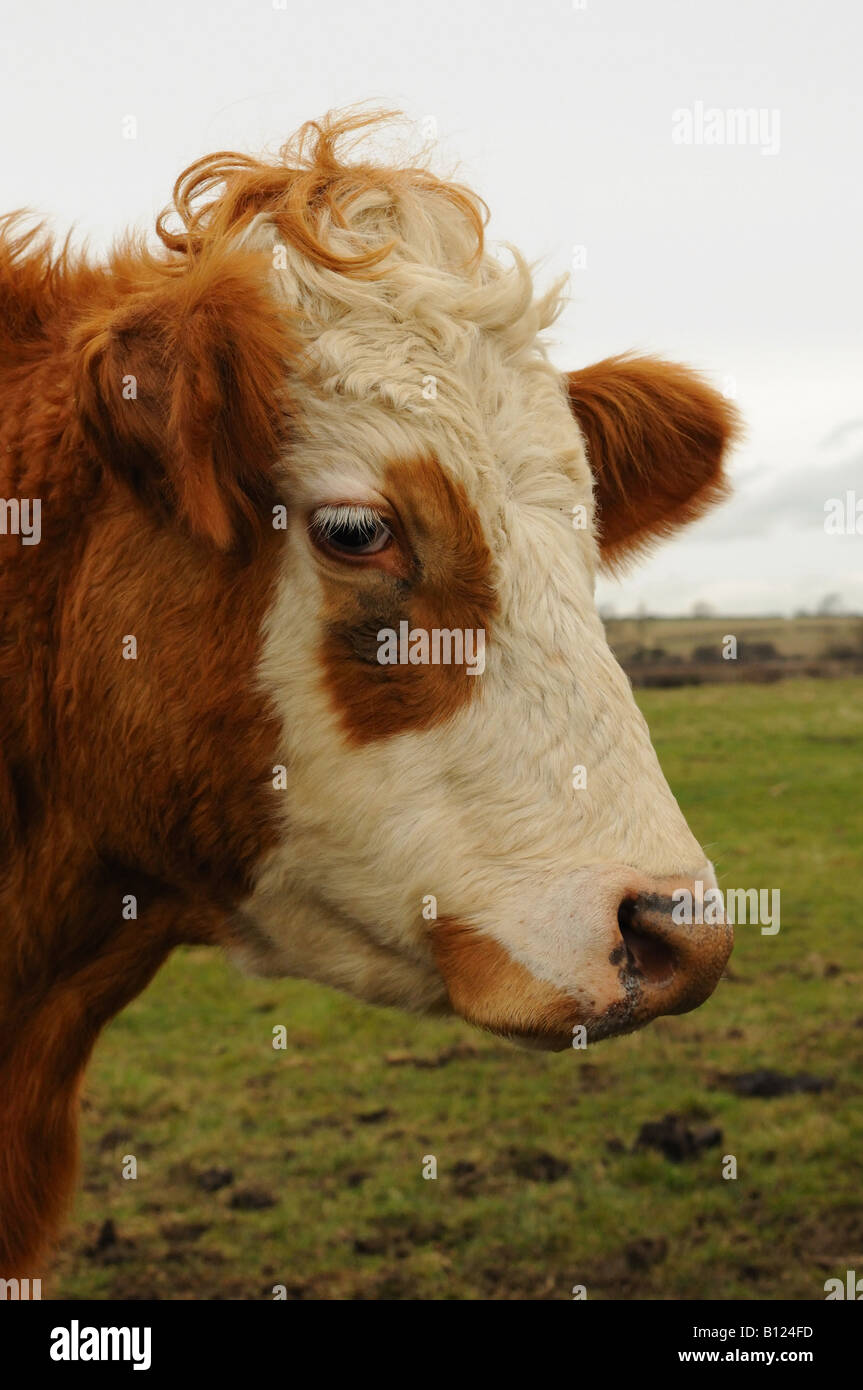 young bull in english countryside Stock Photo - Alamy