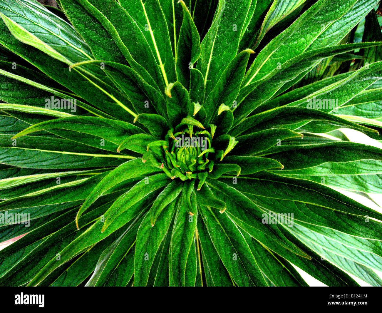 Plant close up Stock Photo - Alamy