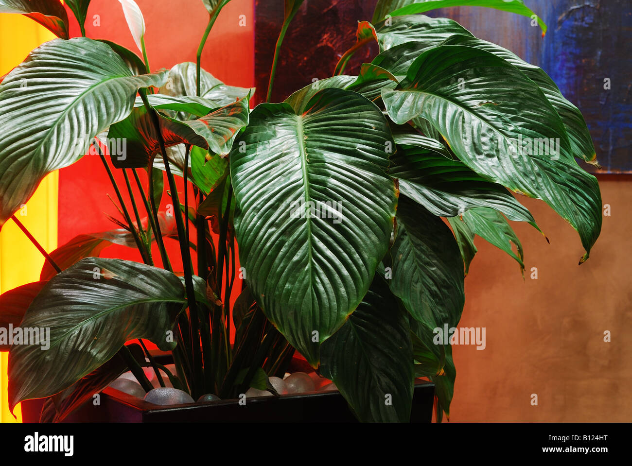 Plant Stock Photo Alamy