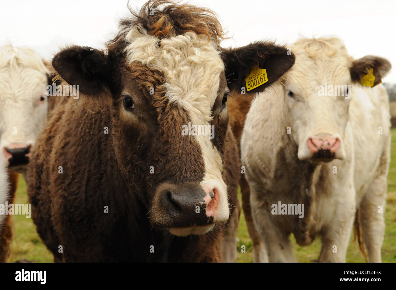 young bulls in english countryside Stock Photo - Alamy