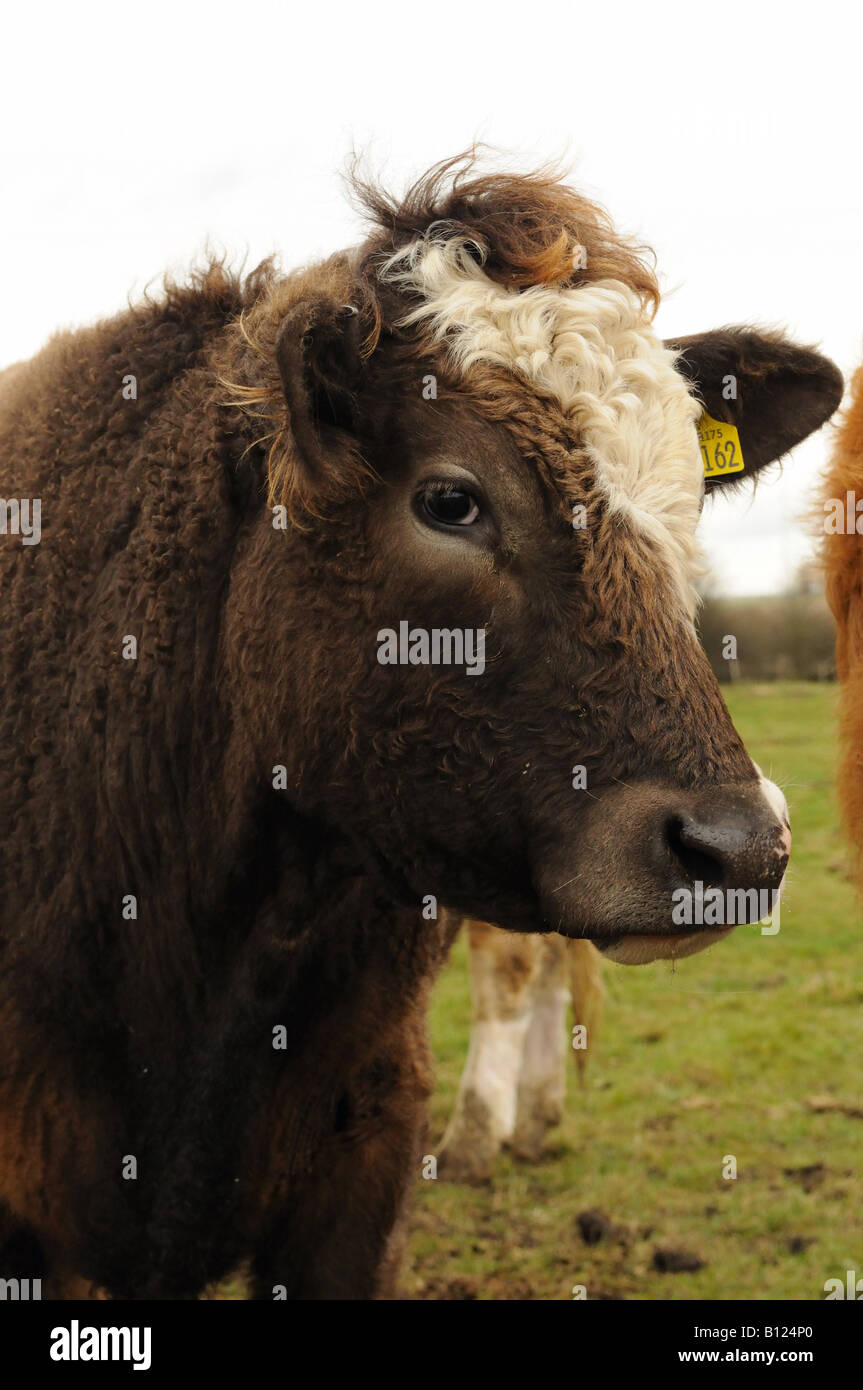 young bull in english countryside Stock Photo - Alamy