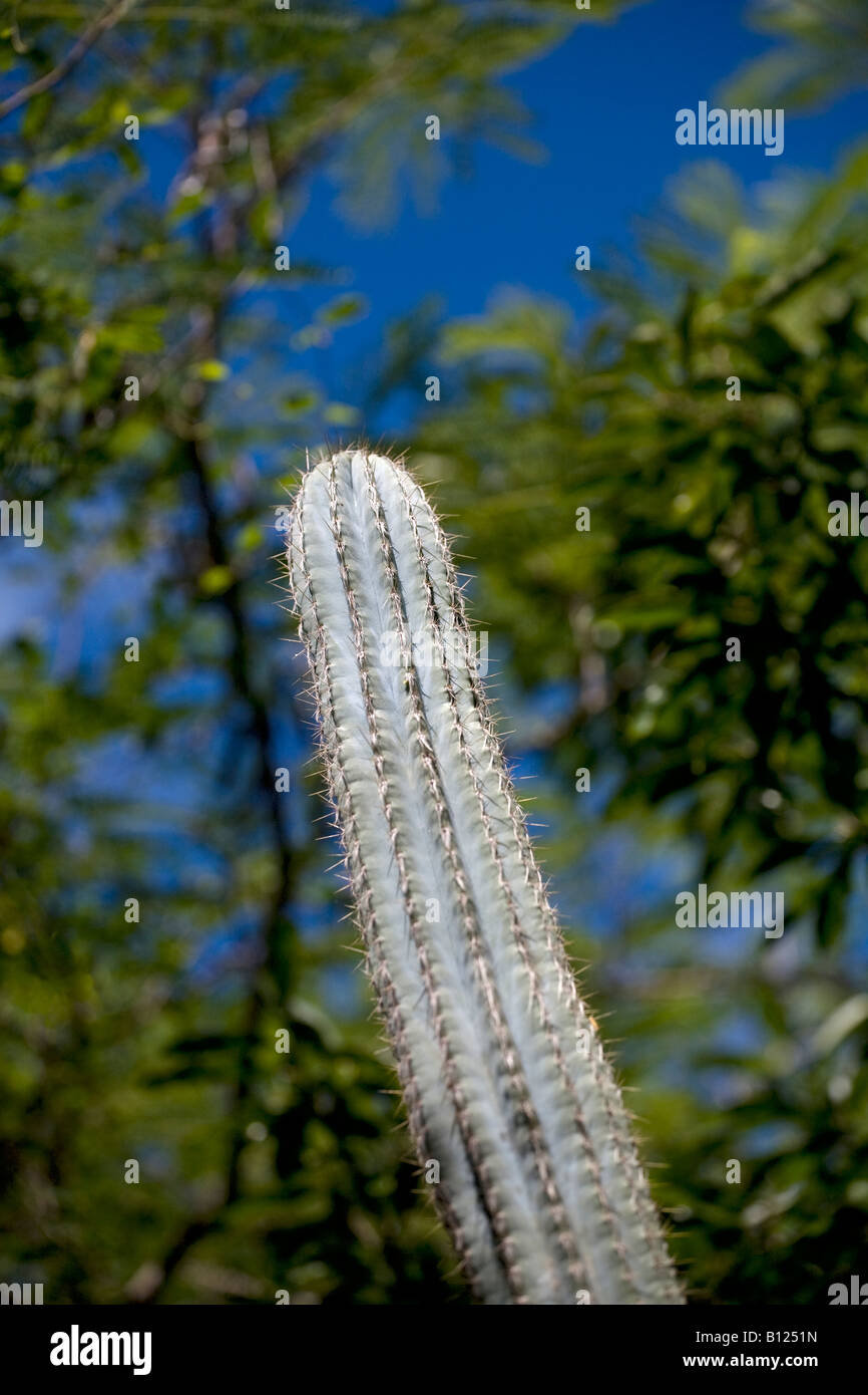 Cactus on St. John, USVI Stock Photo - Alamy