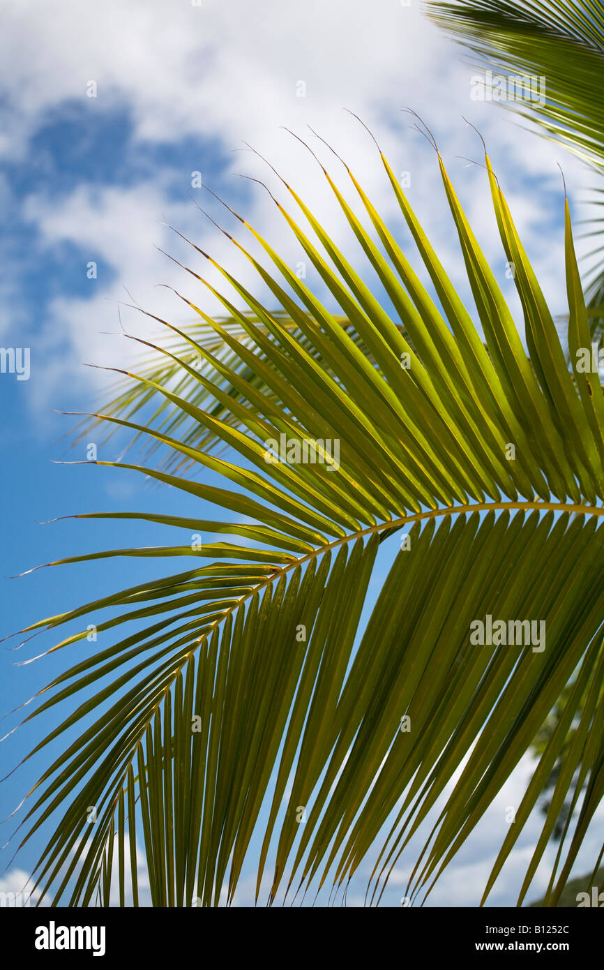 Palm tree in St John, USVI Stock Photo - Alamy
