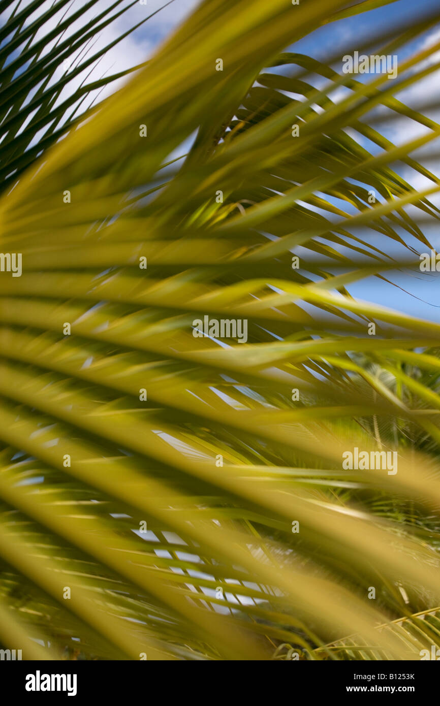Palm tree in St John, USVI Stock Photo - Alamy