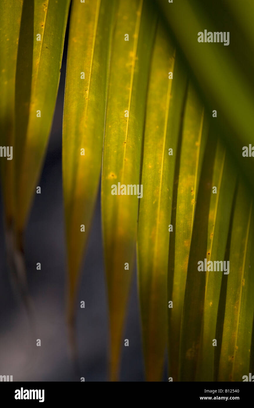 Palm frond on St. John, USVI Stock Photo - Alamy