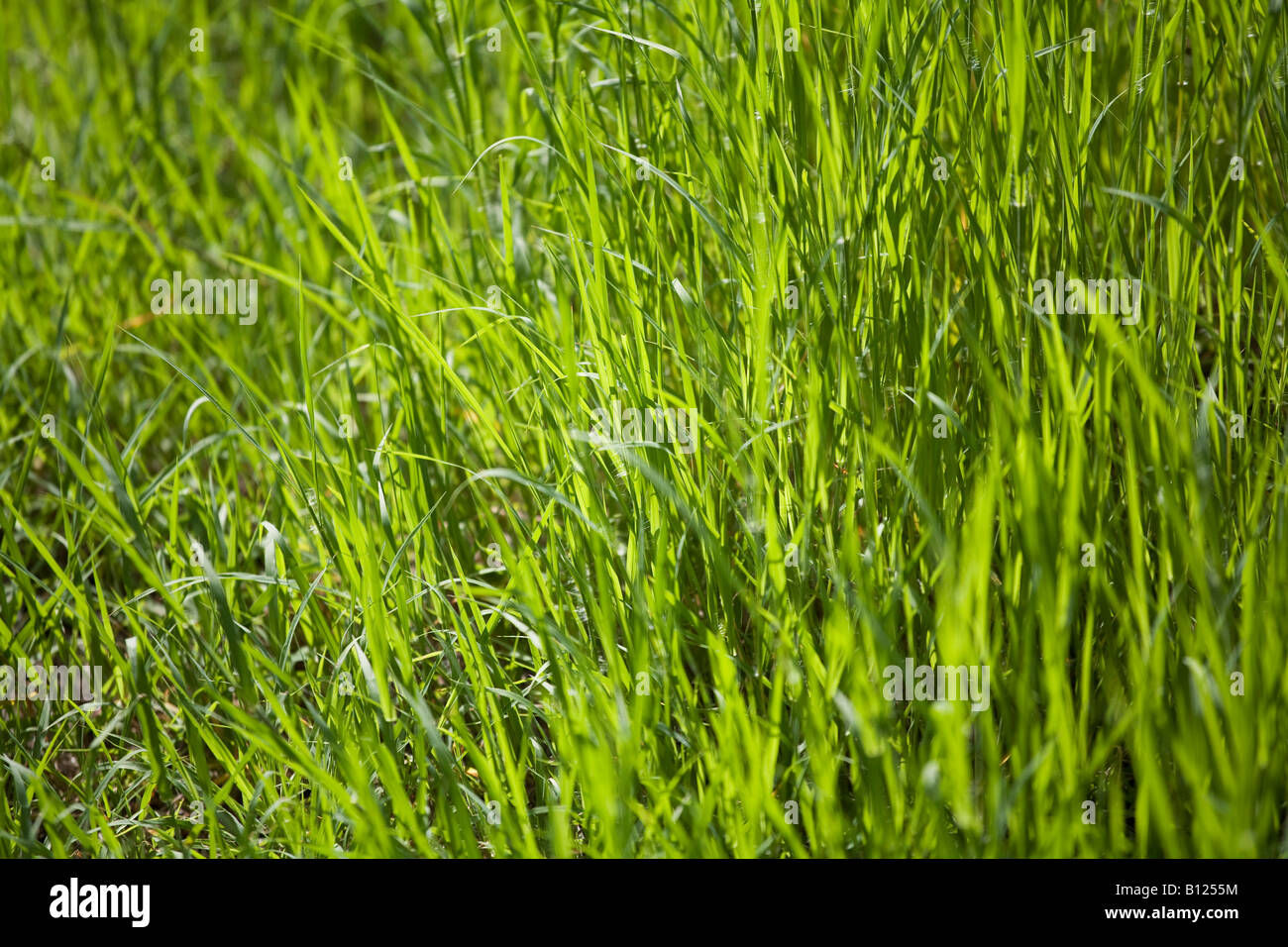 Lush green grass in hi-res stock photography and images - Alamy