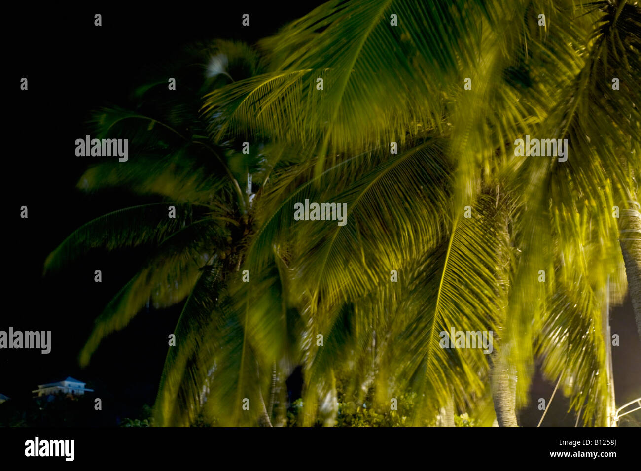 blurred palm trees on St. John, USVI Stock Photo - Alamy