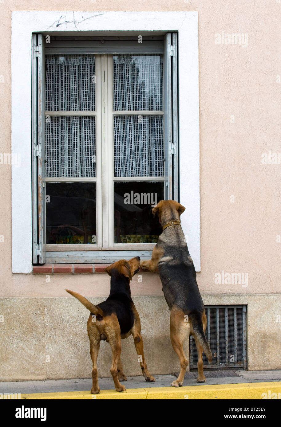 Dogs house window hi-res stock photography and images - Alamy