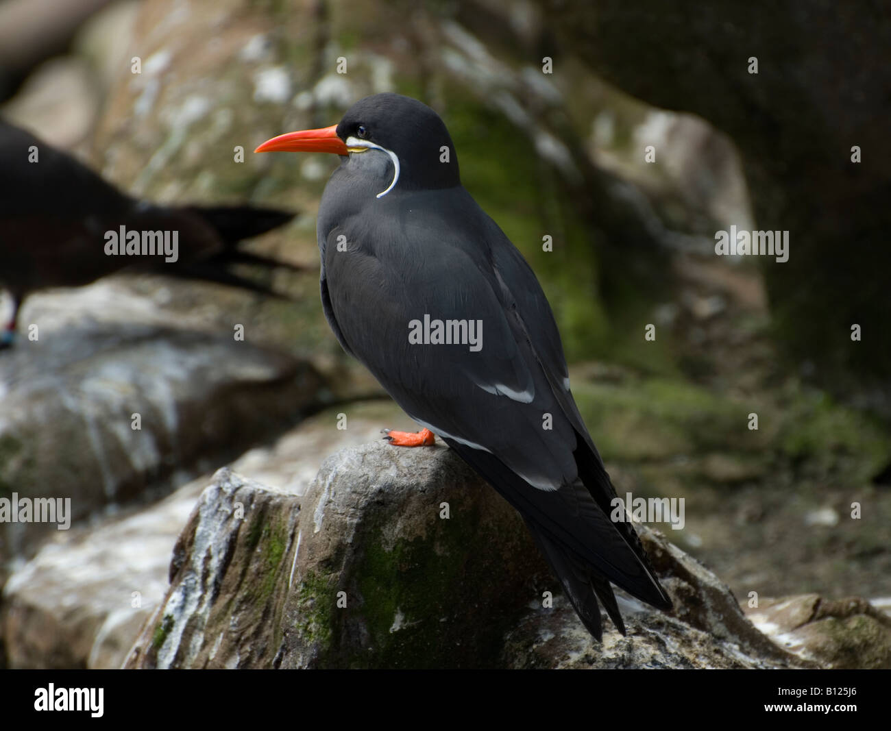 Inca tern hi-res stock photography and images - Alamy