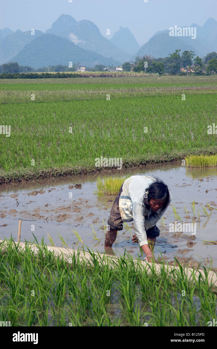 Woman planting rice, yangshuo, Guangxi Province, China Stock Photo - Alamy