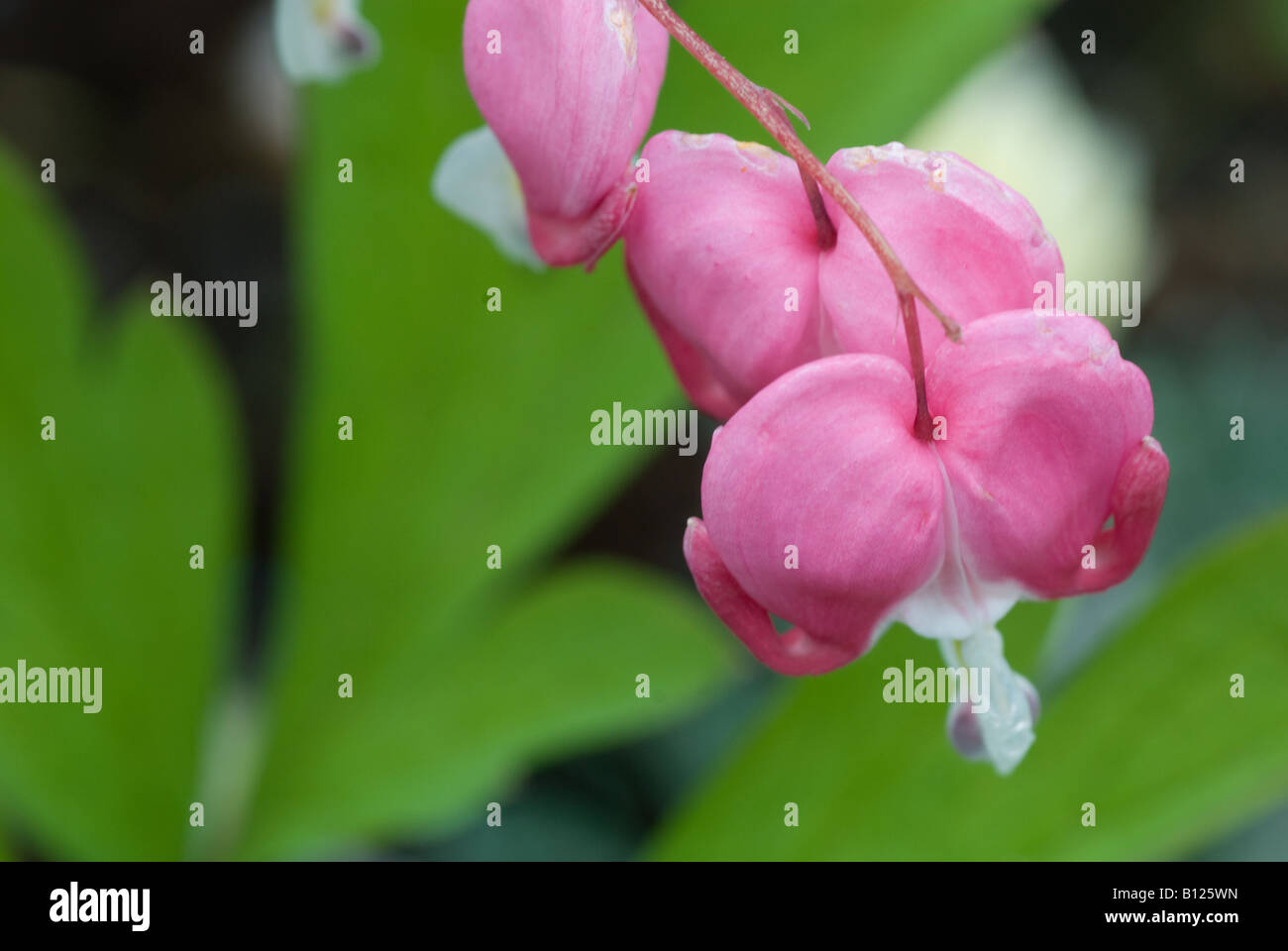 Bleeding heart (Dicentra Spectabilis Stock Photo - Alamy