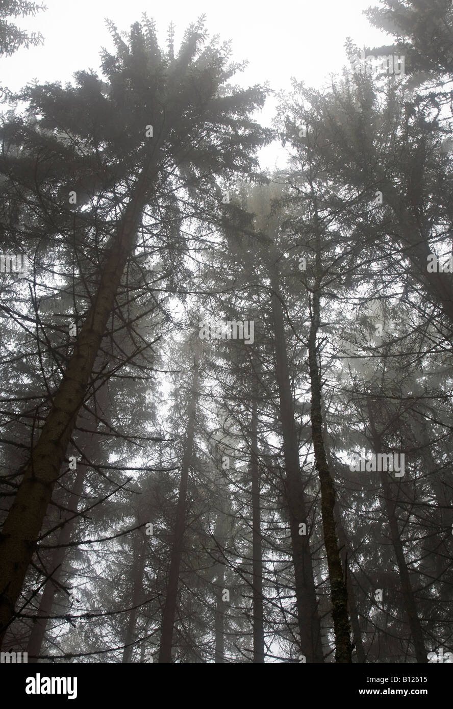 Pine trees in forest in thick mist Finsterau Germany Stock Photo - Alamy