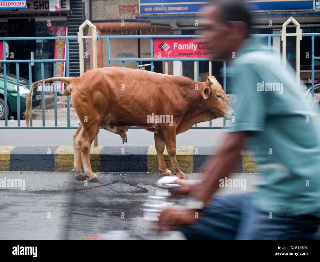 Traffic cow india hi-res stock photography and images - Alamy