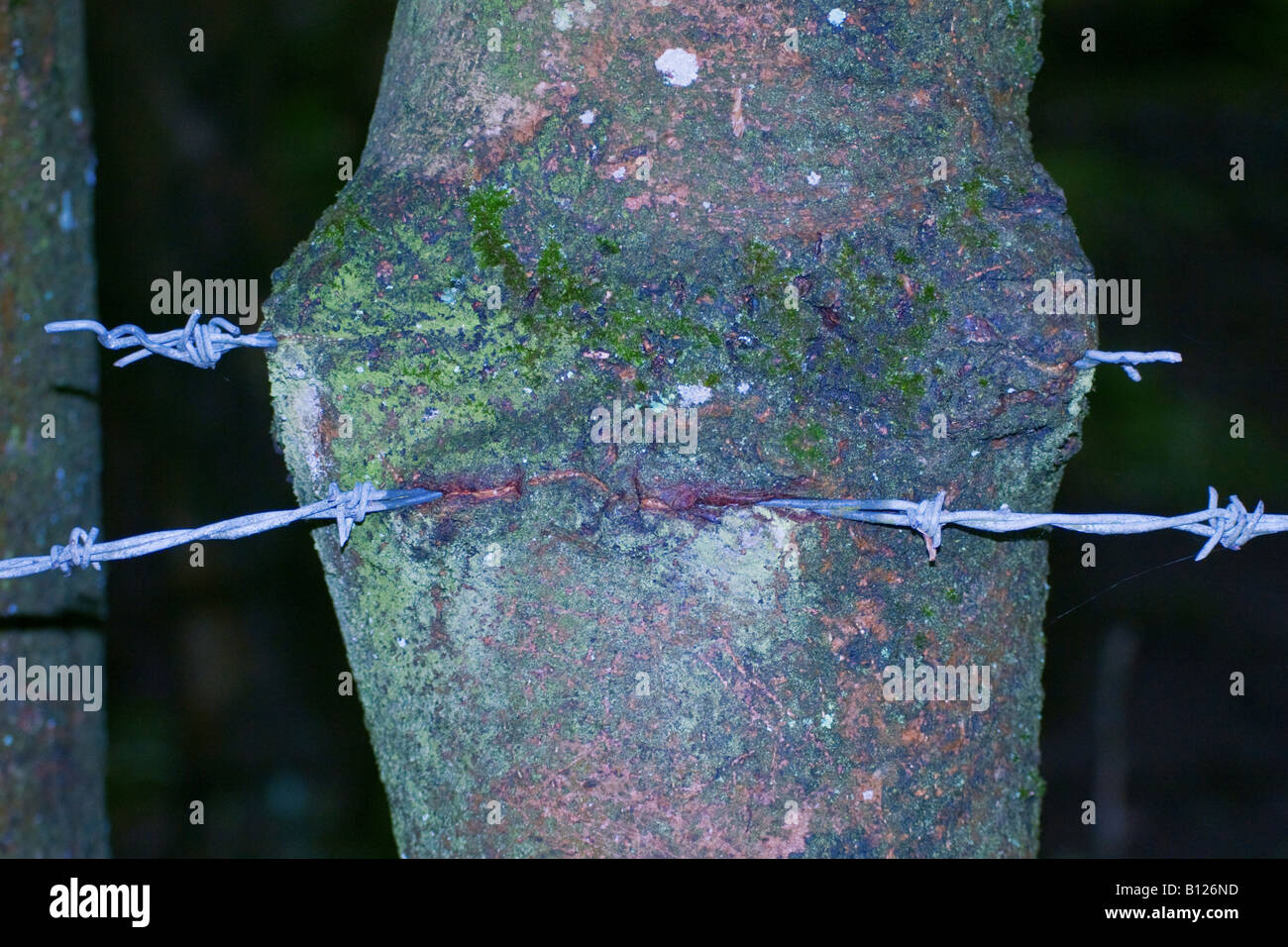 Barbed wire through tree hi-res stock photography and images - Alamy
