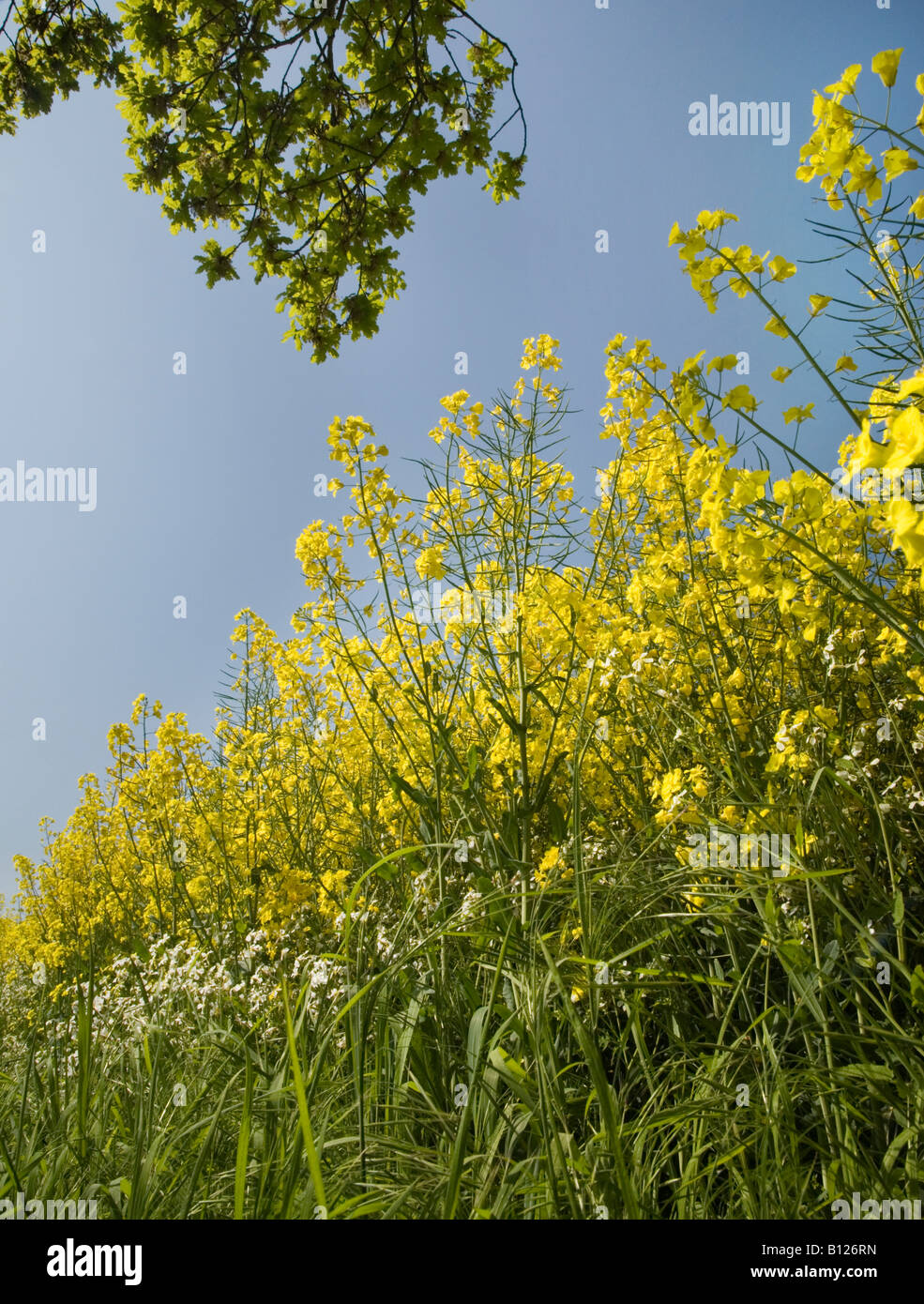 A crop of Oil Seed Rape with an overhanging branch from an Oak tree ...