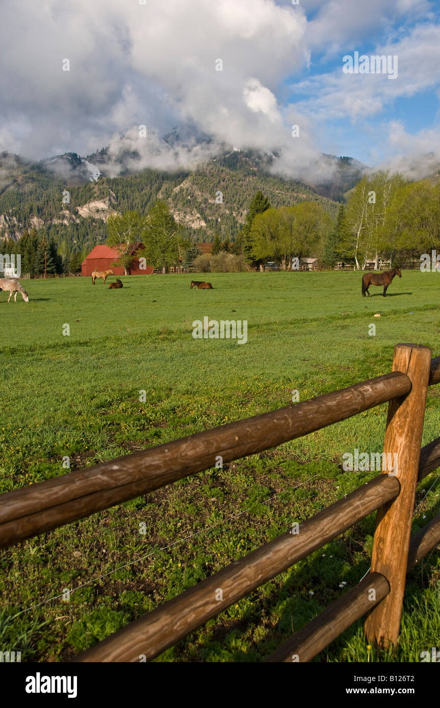 Idaho Sun Valley Horses in a pasture in summer Stock Photo - Alamy