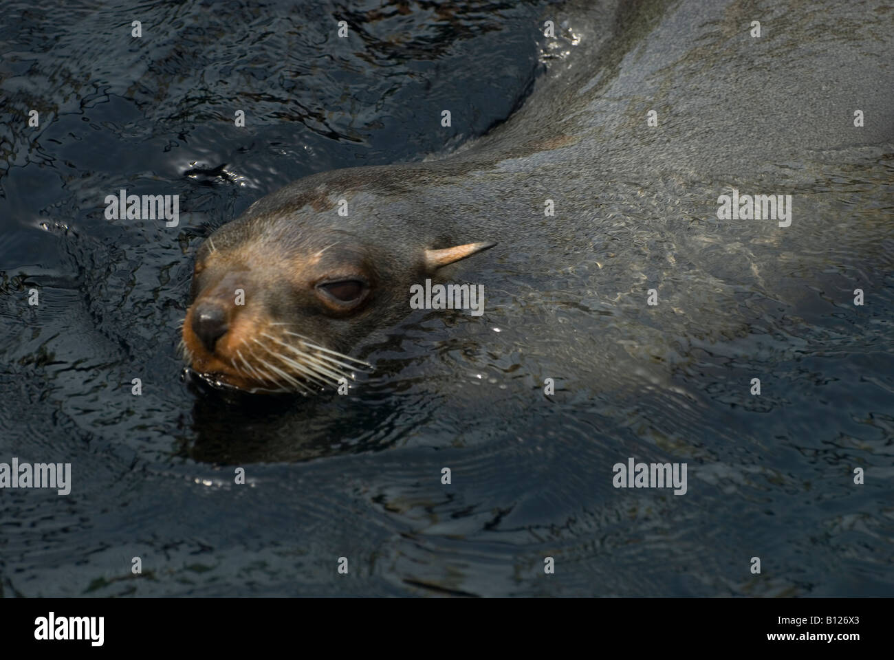 South American Fur Seal Stock Photo - Alamy