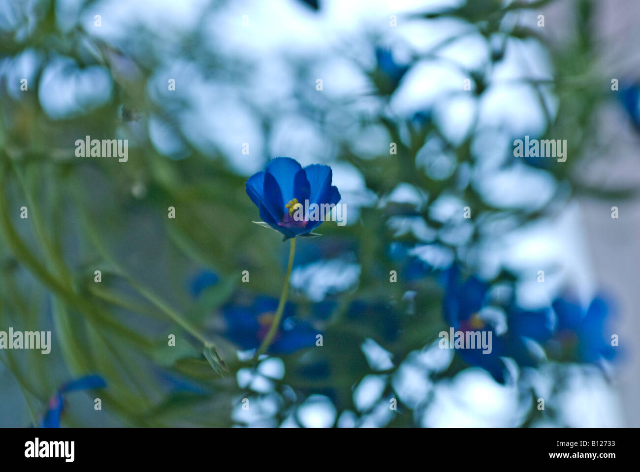 Small blue flower Stock Photo - Alamy