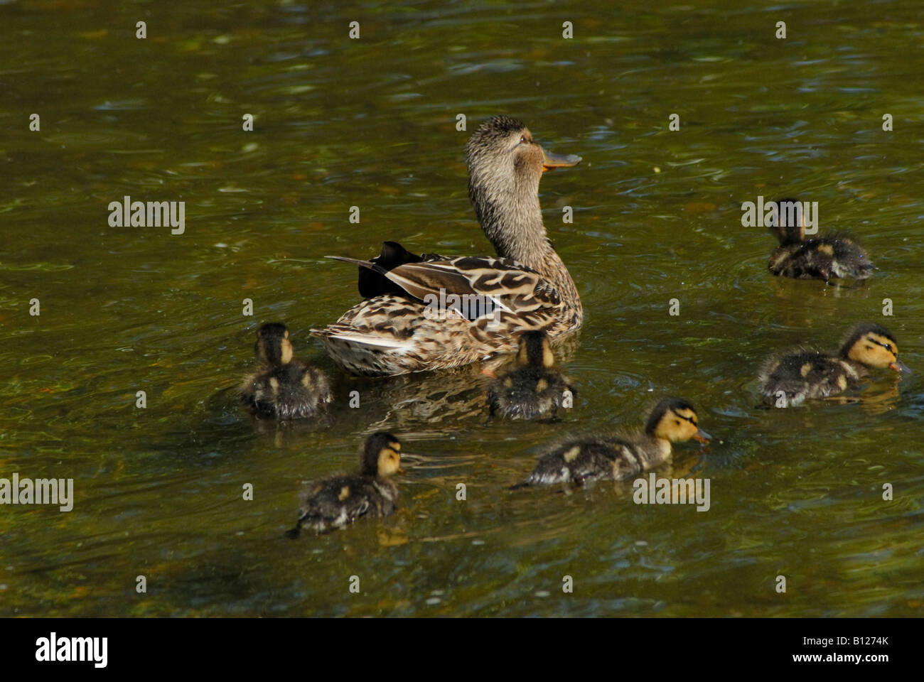 Mallard with Ducklings Stock Photo - Alamy